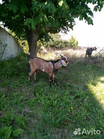 Козел Нубийский