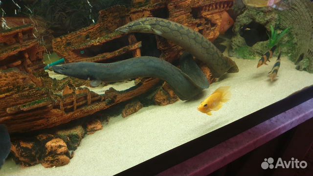 Макрогнатус