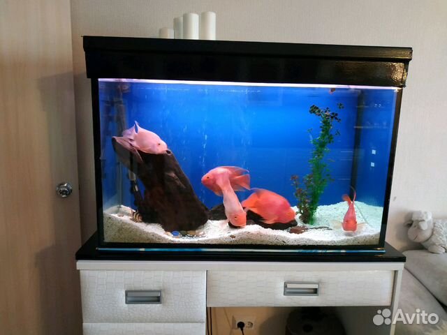 Аквариум