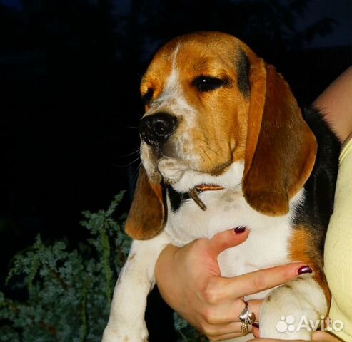 Бигль 5 месяцев