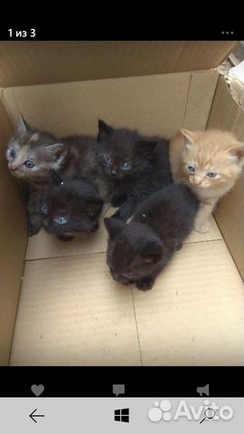 Интересные котята ищут дом свою семью