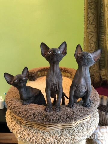 Чёрные Смурфики