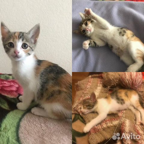 Лапочка-кошечка