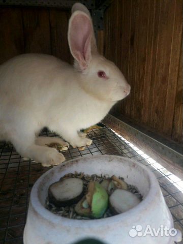 Кролики белый панон