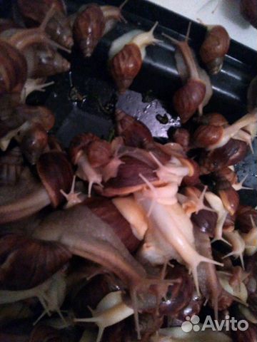 Улитки Ахатины