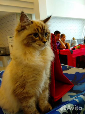 Невские маскарадные котята ждут свою семью