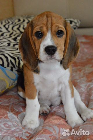 Бигль щенок, сука