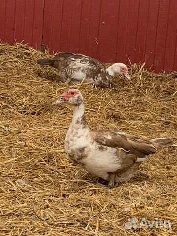 Индоутки с выводком, инкубационное яйцо