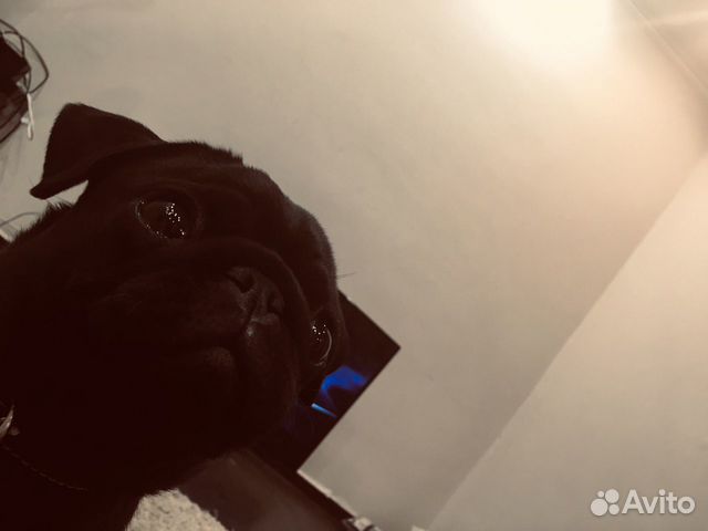 Продаётся чёрный мопс