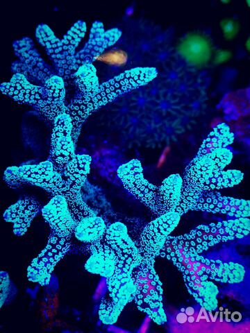 Кораллы живые в морской аквариум