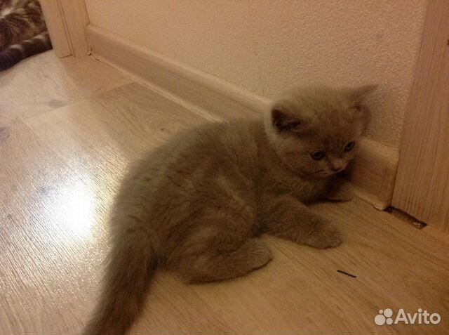 Продаю британских котят черный(котик) и пепельный