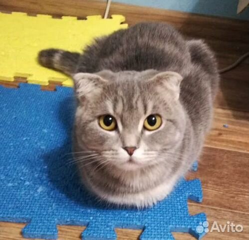 Кошечка вислоухая полосатая