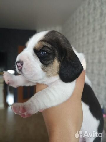 Детки Бигля