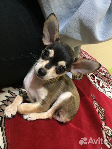 Той терьер девочка