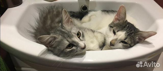 Кошечки в добрые руки