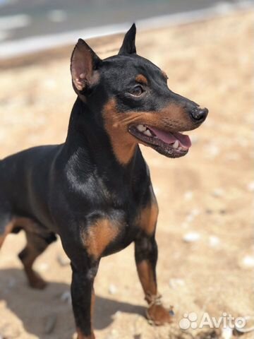 Цвергпинчер вязка