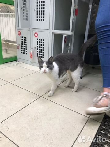 Которебенок ищет своих родителей