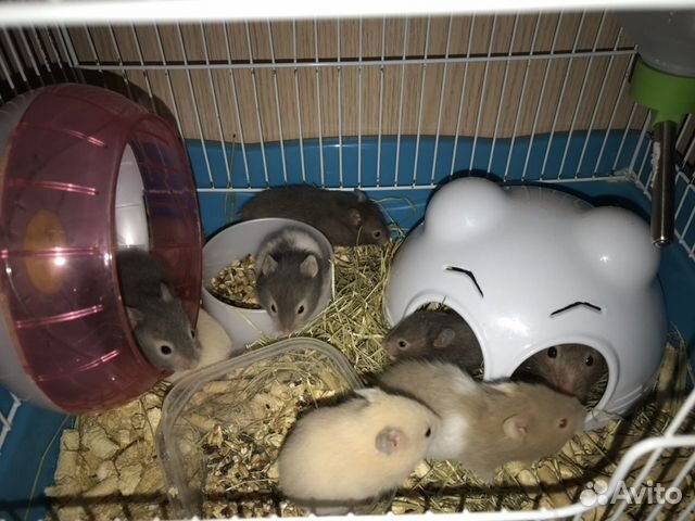 Сирийские хомячата