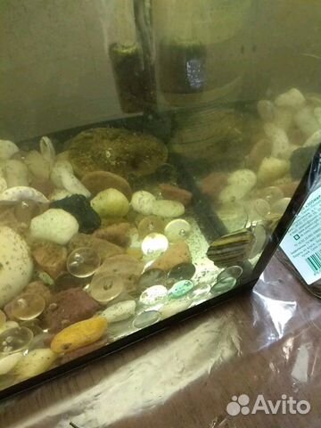 Улитки Спикси (хищники)