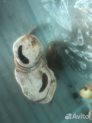 Сом в добрые руки