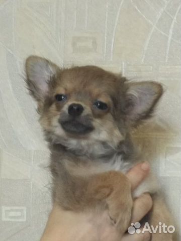 Голубчик ждёт родителей