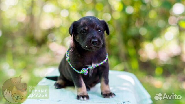 Милая щенулька ищет дом