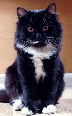 Очень ласковая кошечка подросток