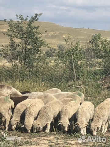 Племенные баранчики