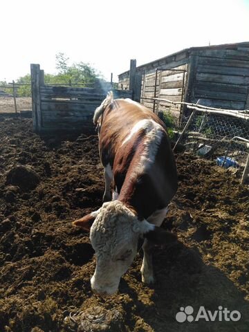 Продам быков и телят