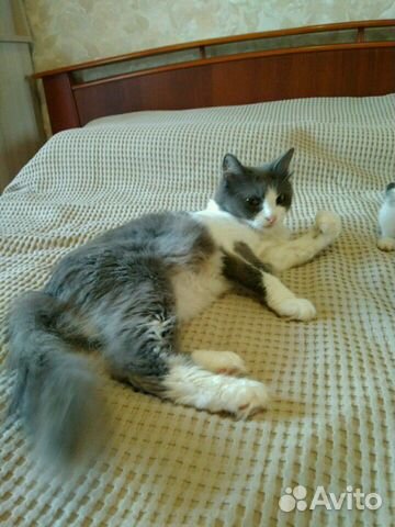 Кошка молодая в добрые руки