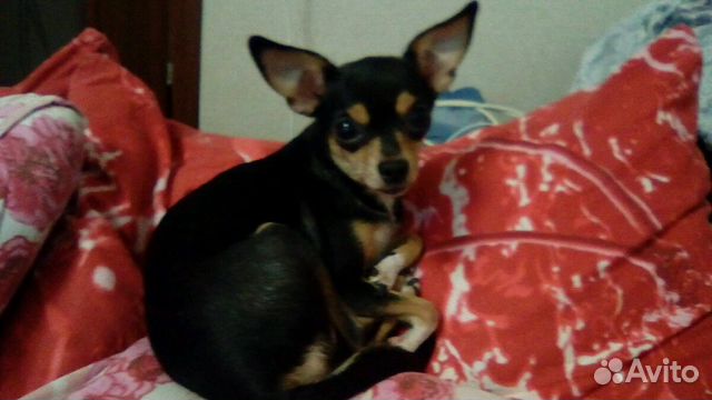 Щенок девочка Чихуа-хуа