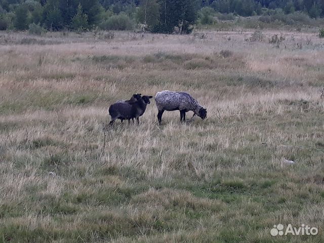 Бараны овца и егнята