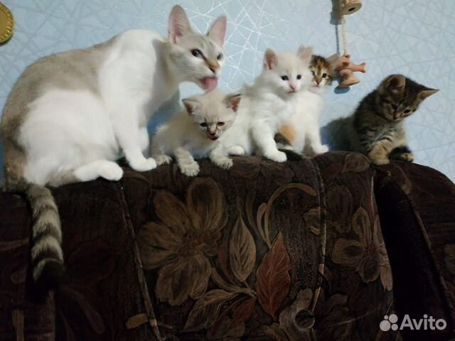 Котята по имени "Счастье" в добрые и нежные руки