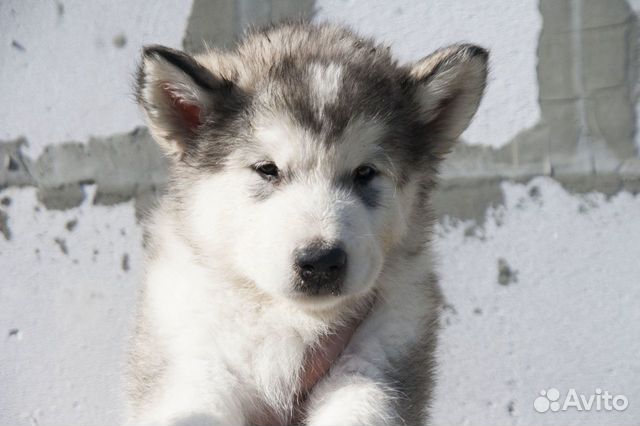 Щенки маламута с документами