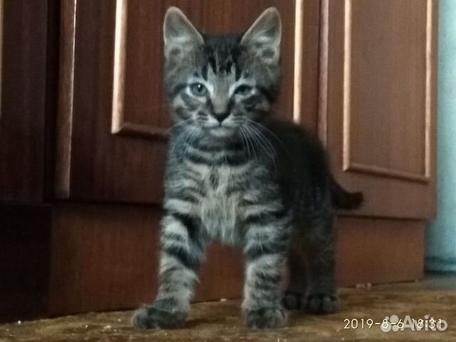 Котята ищут дом,к лотку приучены