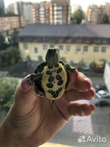 Отдам черепашку бесплатно