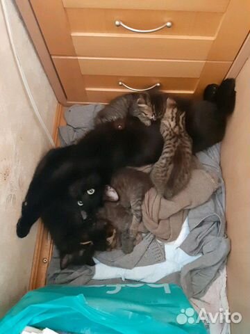 Раздаем котят домашних от своей кошки