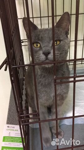 Ищем дом для кастрированного кота