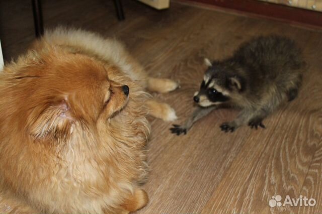 Енот полоскун