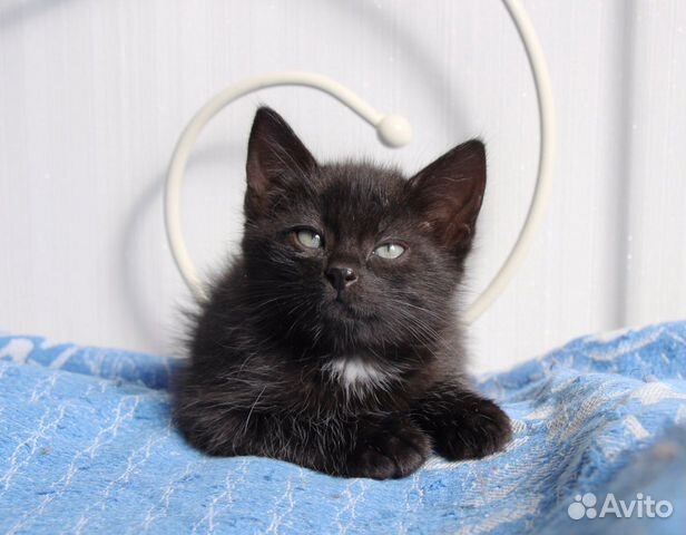 Чёрные котята в добрые руки