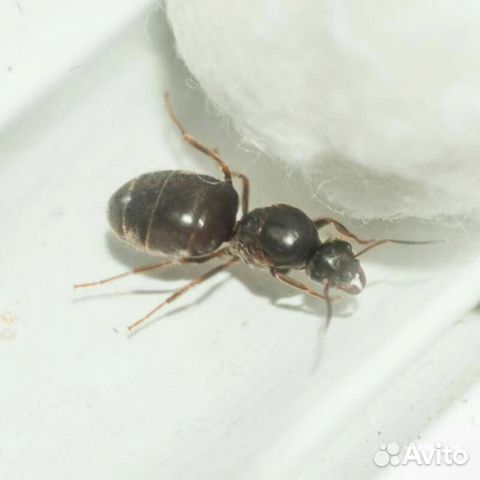 Муравьи Lasius Niger черные садовые муравьи