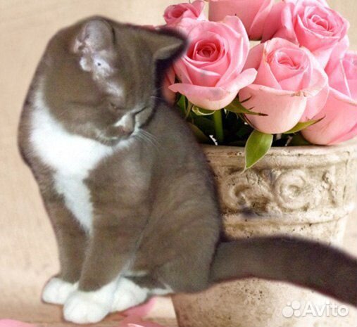 Британская кошечка окраса шоколадный биколор