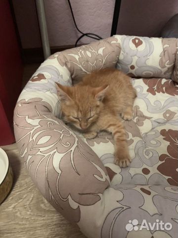 Котенок в добрые ручки