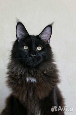 Чистокровный Роскошный котёнок