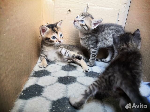 Маленькие пушистые котята-тигрята в хорошие руки