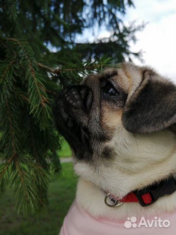 Щенки мопса