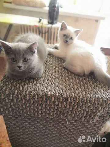 Милые котята в добрые руки