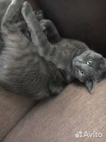 Потерялся котик, ему где-то год. Кастрирован