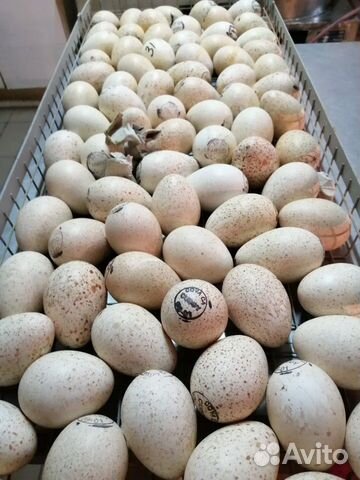 Индюшата Хайбрид Конвертер (Канада)