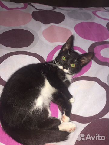 Котяшки-очаровашки добрым людям за улыбку